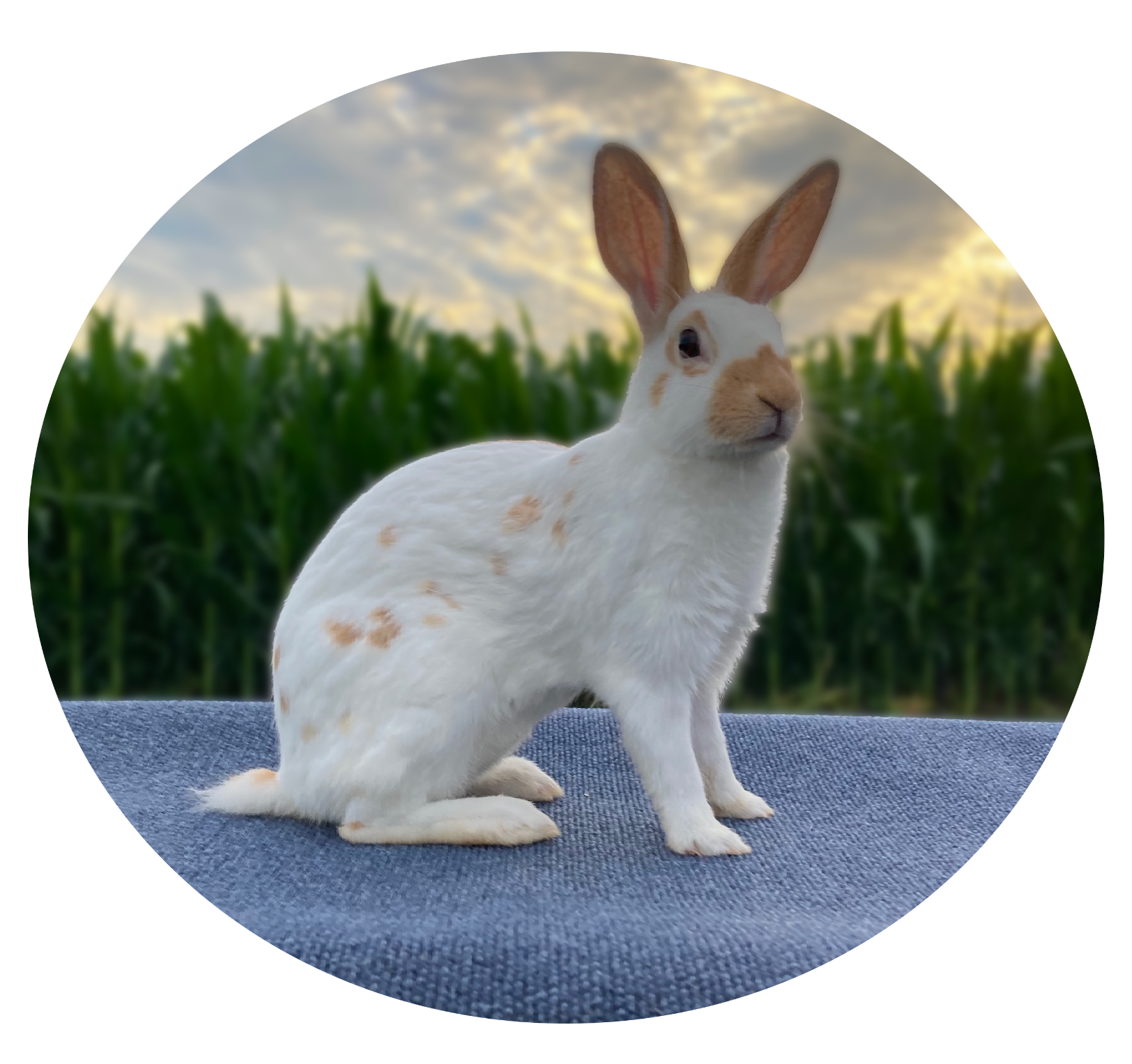 Sam's Spots: Rabbit Breeds